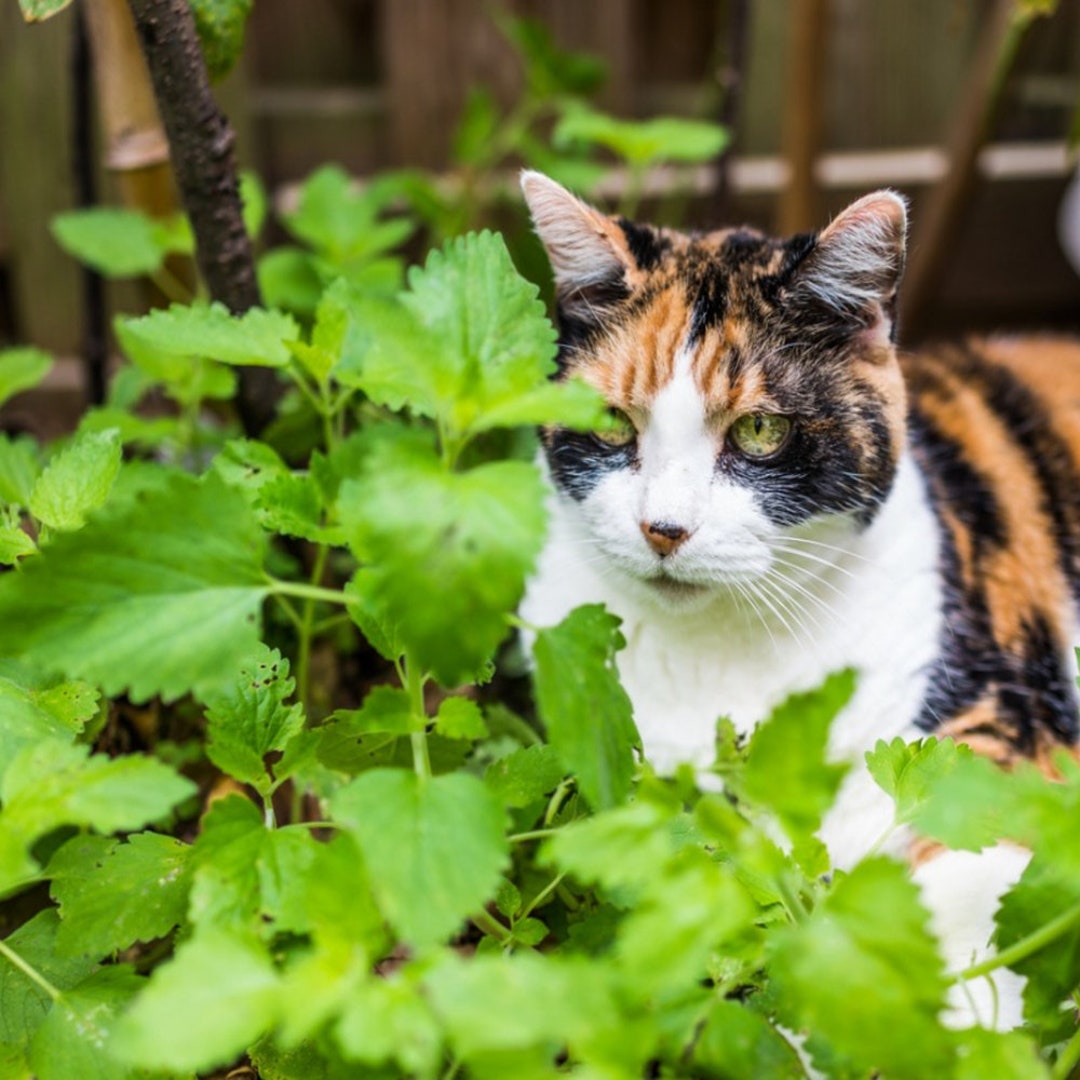 Catnip Seeds Open-pollinated for Seed Saving Non-hybrid & Non-gmo ...
