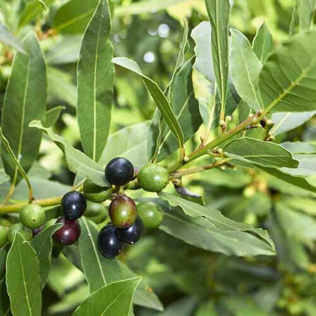 Bay Laurel Seeds- Open-pollinated for Seed Saving - Non-hybrid & Non ...