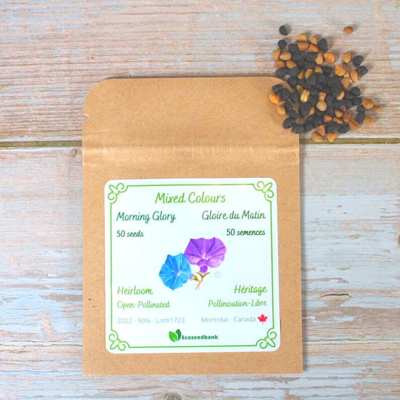 Mixed Colours Morning Glory Flower Seeds Open-pollinated for | Etsy Canada