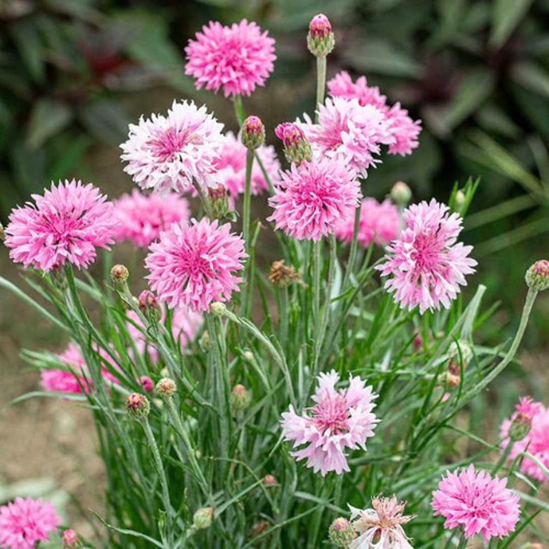 Tall Pink Bachelors Button Flower Seeds - Open-pollinated for Seed ...