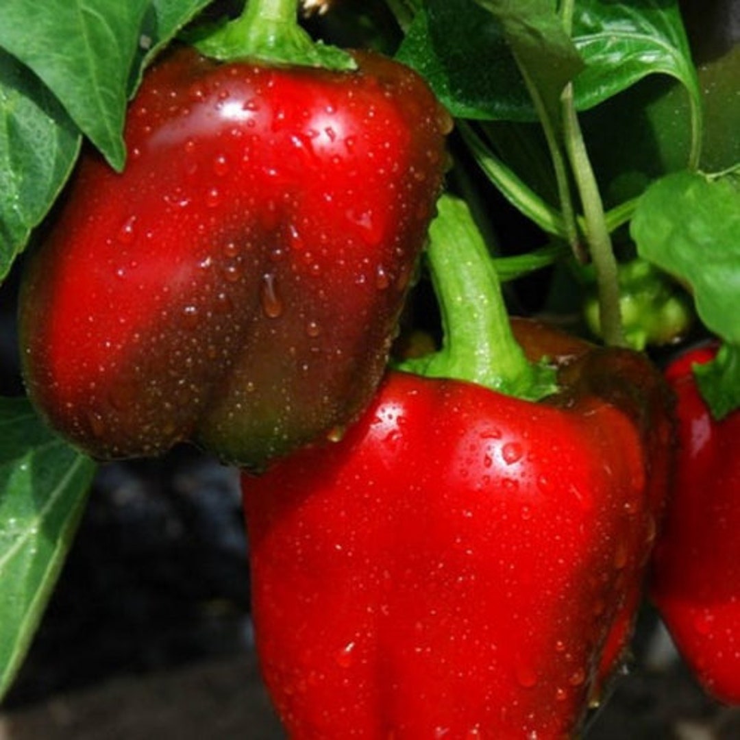 Big Red - Pepper Seeds - Open-pollinated for Seed Saving - Non-hybrid ...