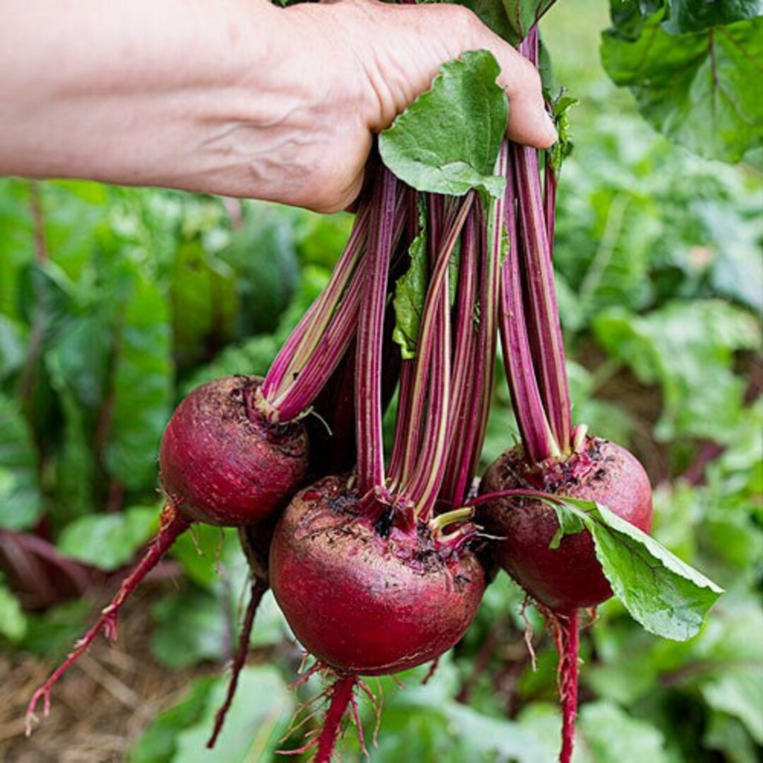 Early Wonder Tall Top Beet Seeds - Open-pollinated for Seed Saving ...