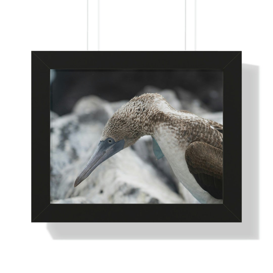 Galápagos Blue Footed Booby Poster - Etsy