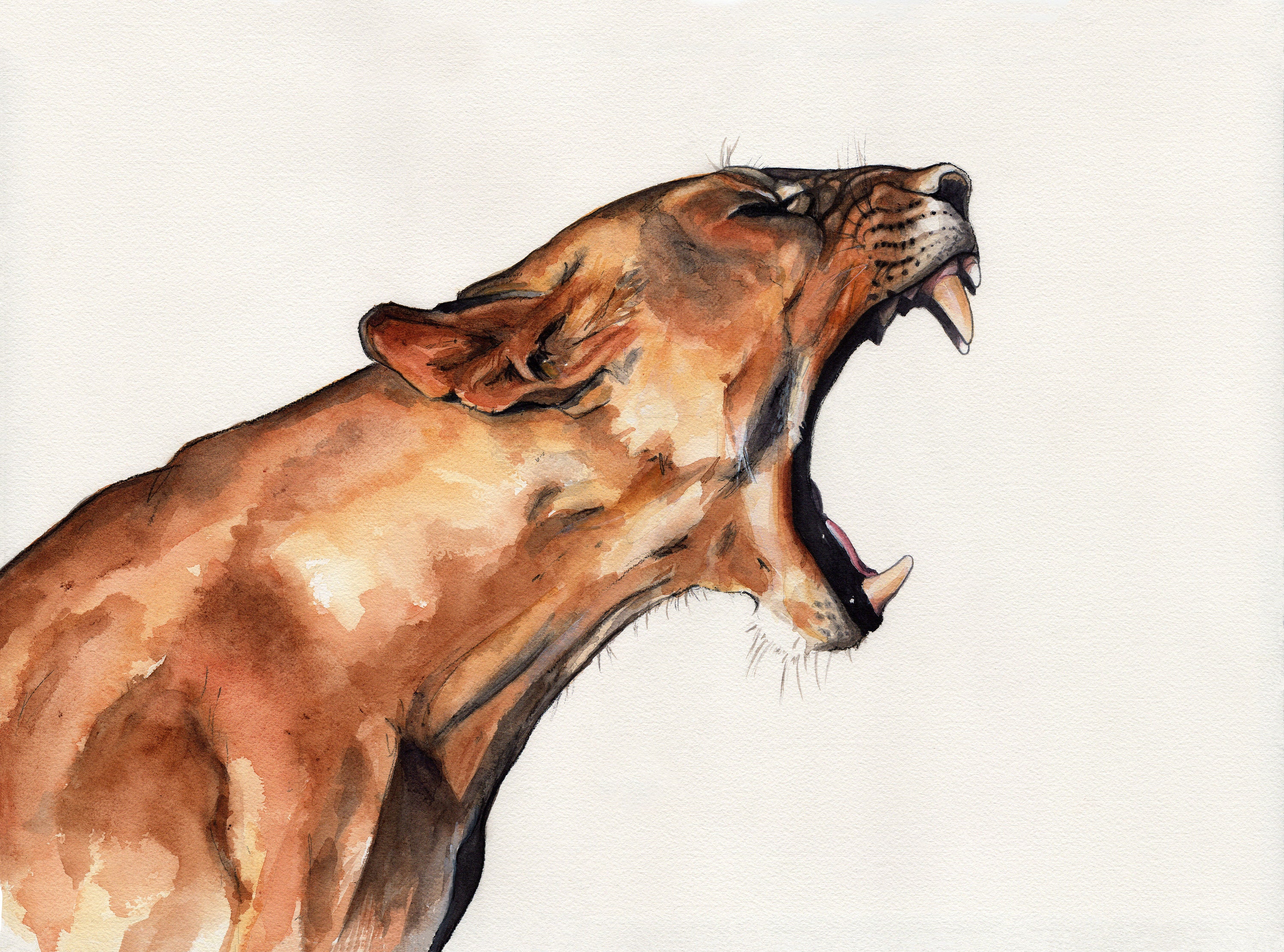Lioness Roaring Art