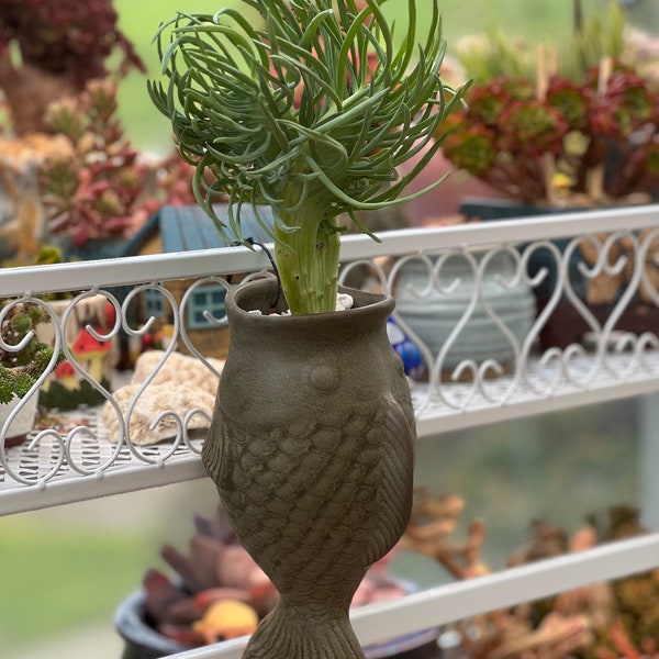 Mermaid Tail Succulent - Etsy