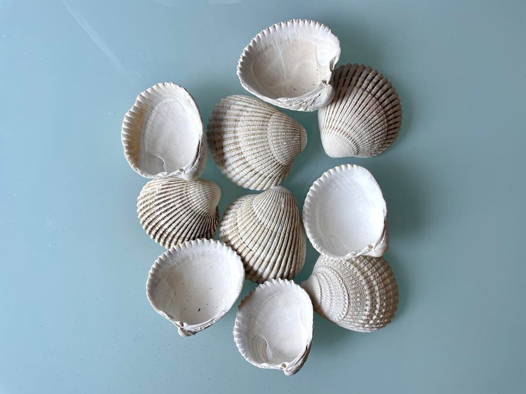10 Cockle Shells in Various Sizes From Pacific Northwest Beaches ...