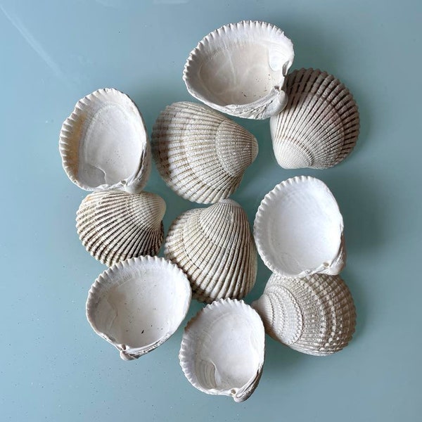 Pacific Ocean Shells - Etsy