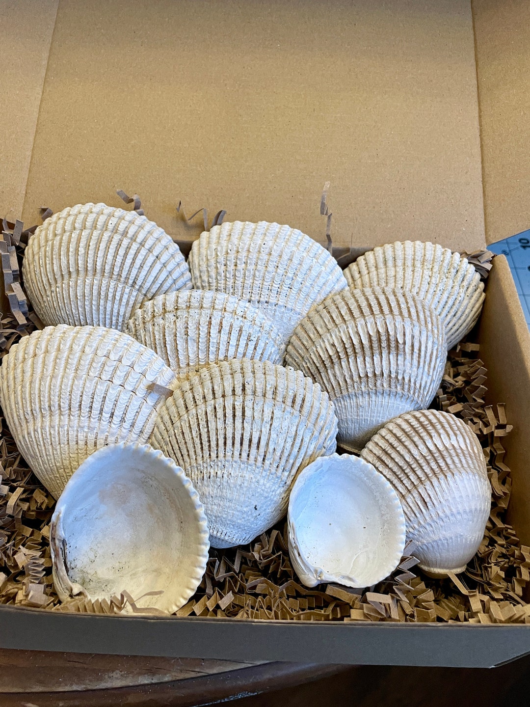 10 Cockle Shells in Various Sizes From Pacific Northwest - Etsy