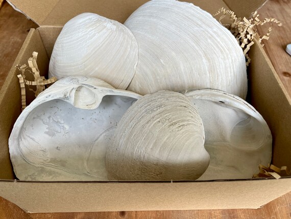 5 PNW Clam Shells Set of 5 Various Sizes Great for Your - Etsy