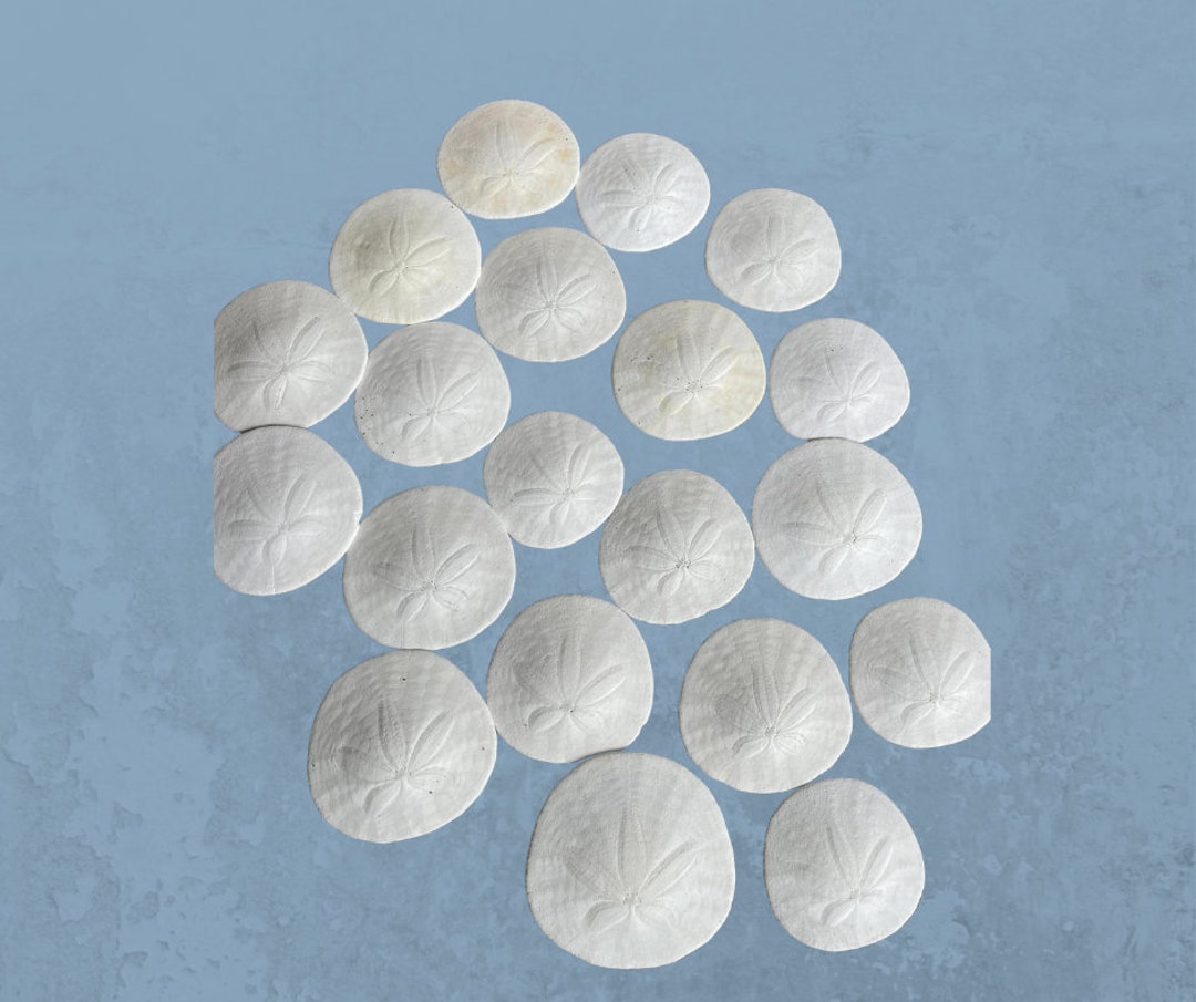 20 Pretty Little Sand Dollars - 1-2" Eccentric Sand Dollars From ...