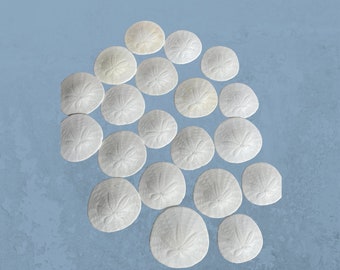 Sand Dollars From California Coast - Etsy