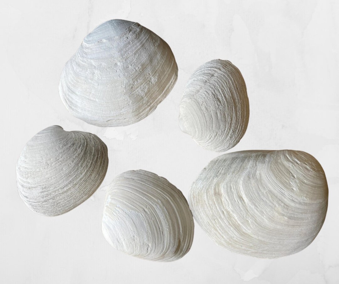 5 PNW Clam Shells - Set of 5- Various Sizes - Great for Your DIY ...