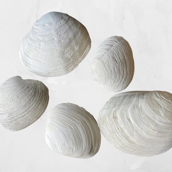 Clam Shell - Etsy