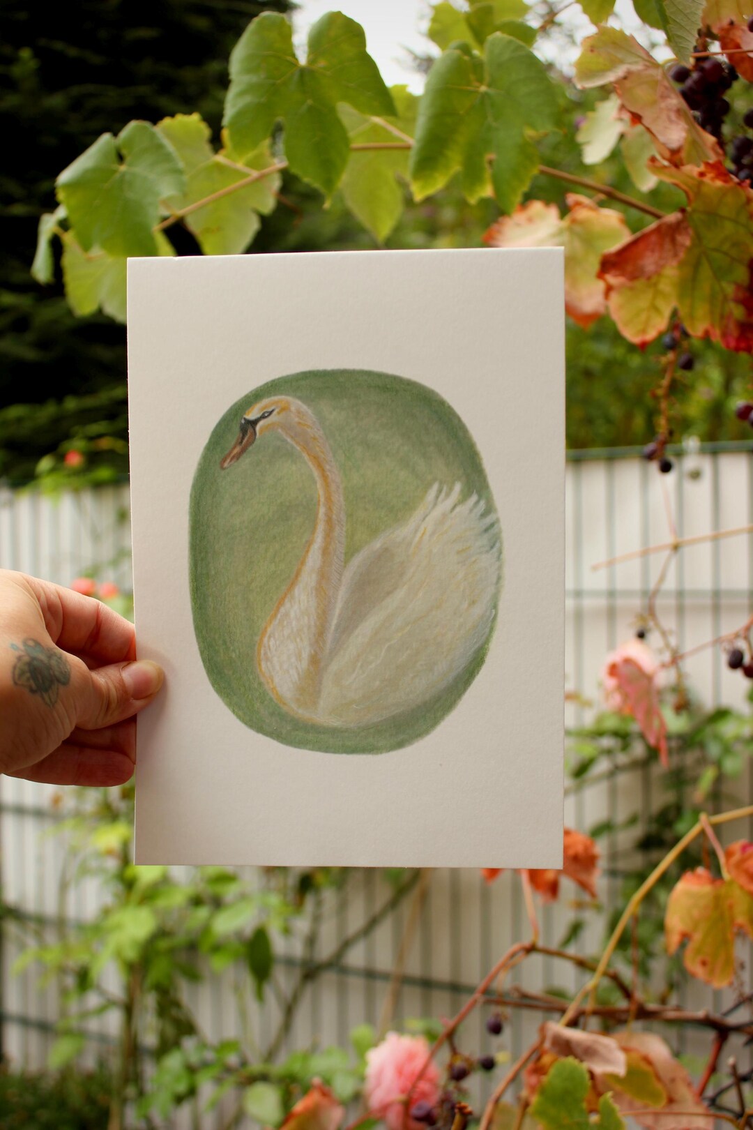 Watercolour Swan Art Print - Etsy