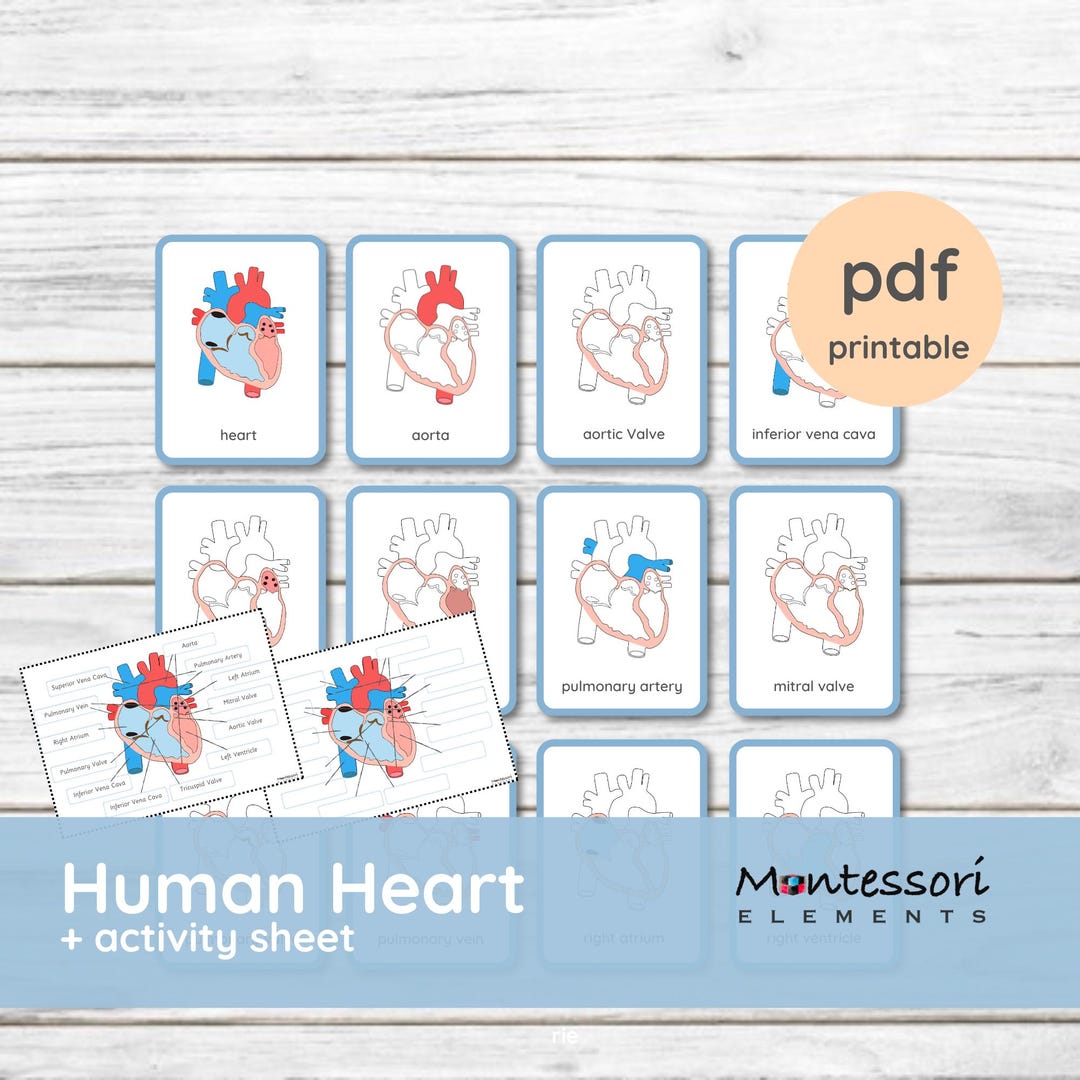 HUMAN HEART Montessori Cards, Three Part Cards, Nomenclature Cards ...