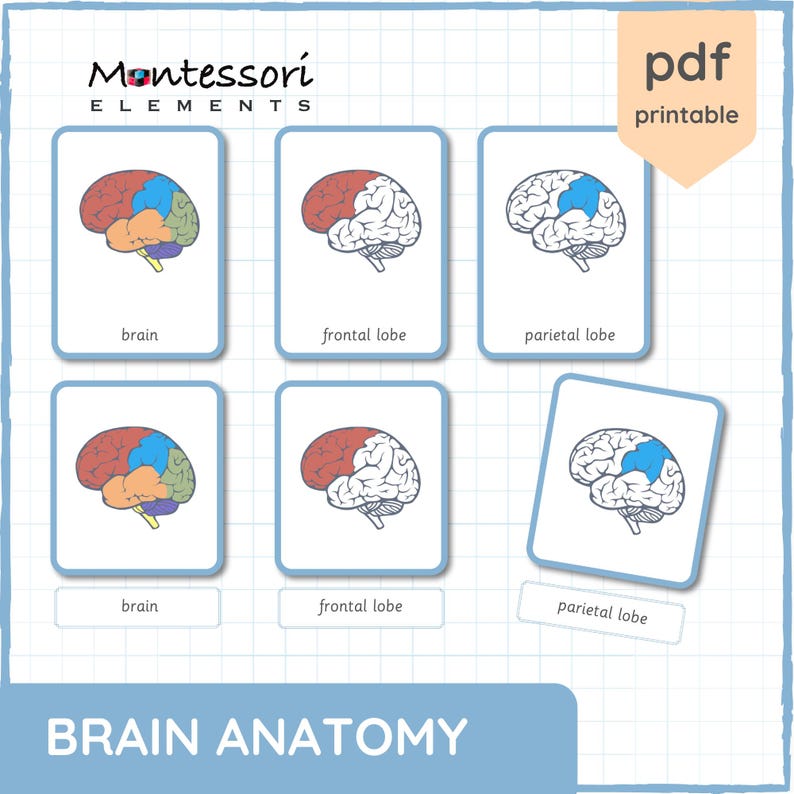 HUMAN BRAIN Montessori Cards, Three Part Cards, Nomenclature Cards ...
