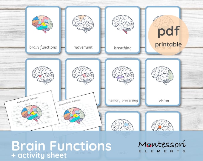 Parts of a Human Brain Nomenclature 3-part Cards & Blackline Master ...