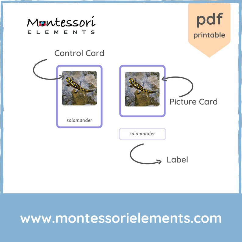 AMPHIBIANS - Montessori Cards, Nomenclature Cards, Montessori ...