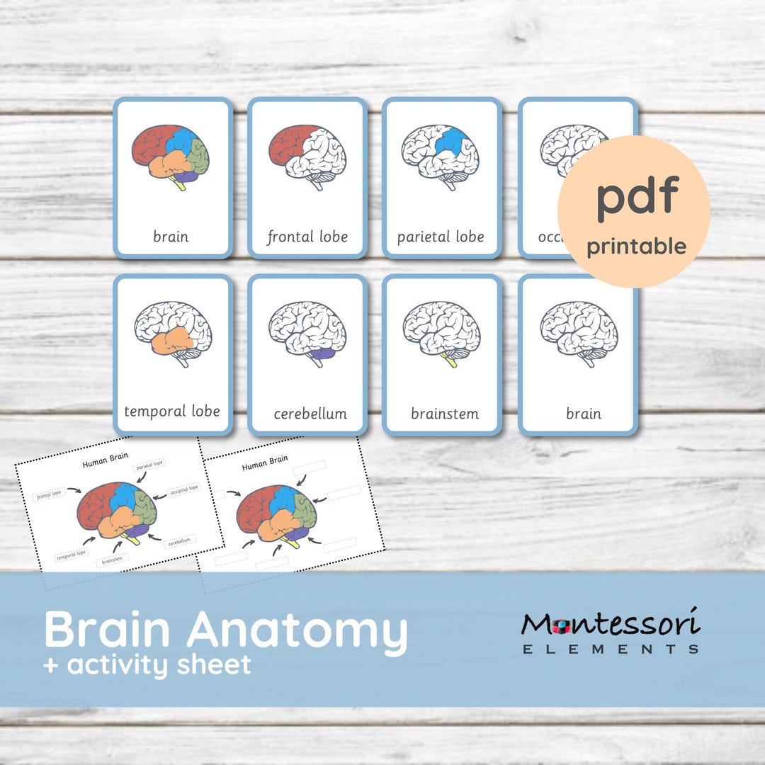HUMAN BRAIN Montessori Cards, Three Part Cards, Nomenclature Cards ...