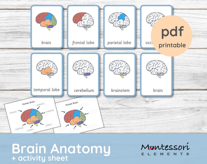 Parts of a Human Brain Nomenclature 3-part Cards & Blackline Master ...
