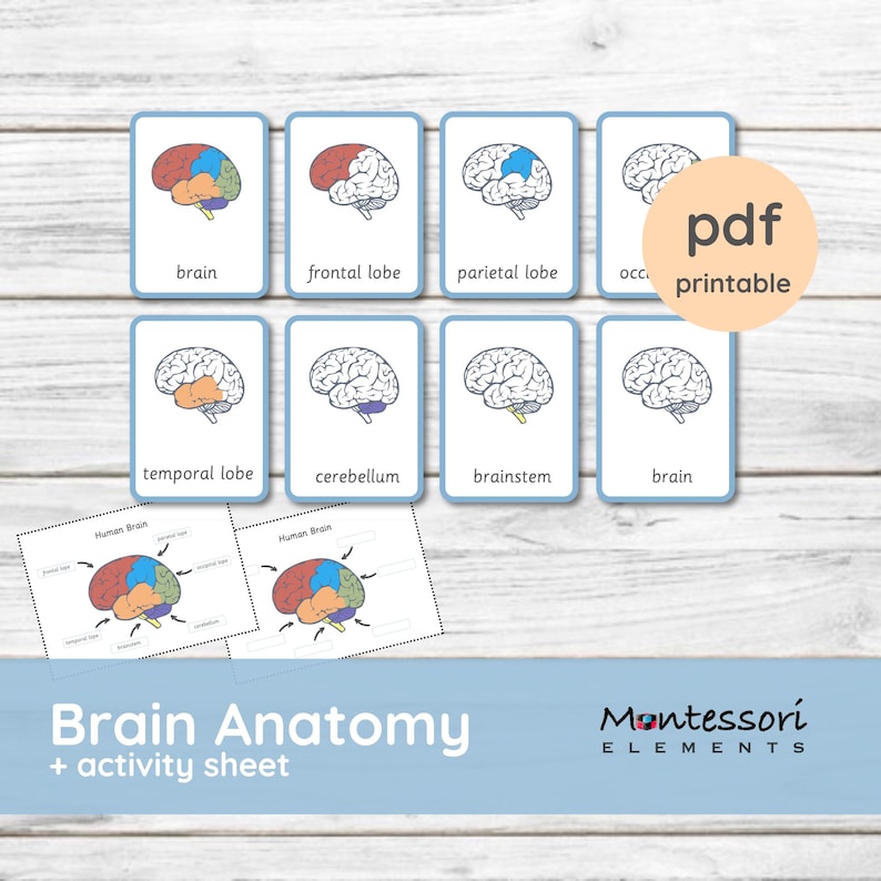 HUMAN BRAIN Montessori Cards, Three Part Cards, Nomenclature Cards ...