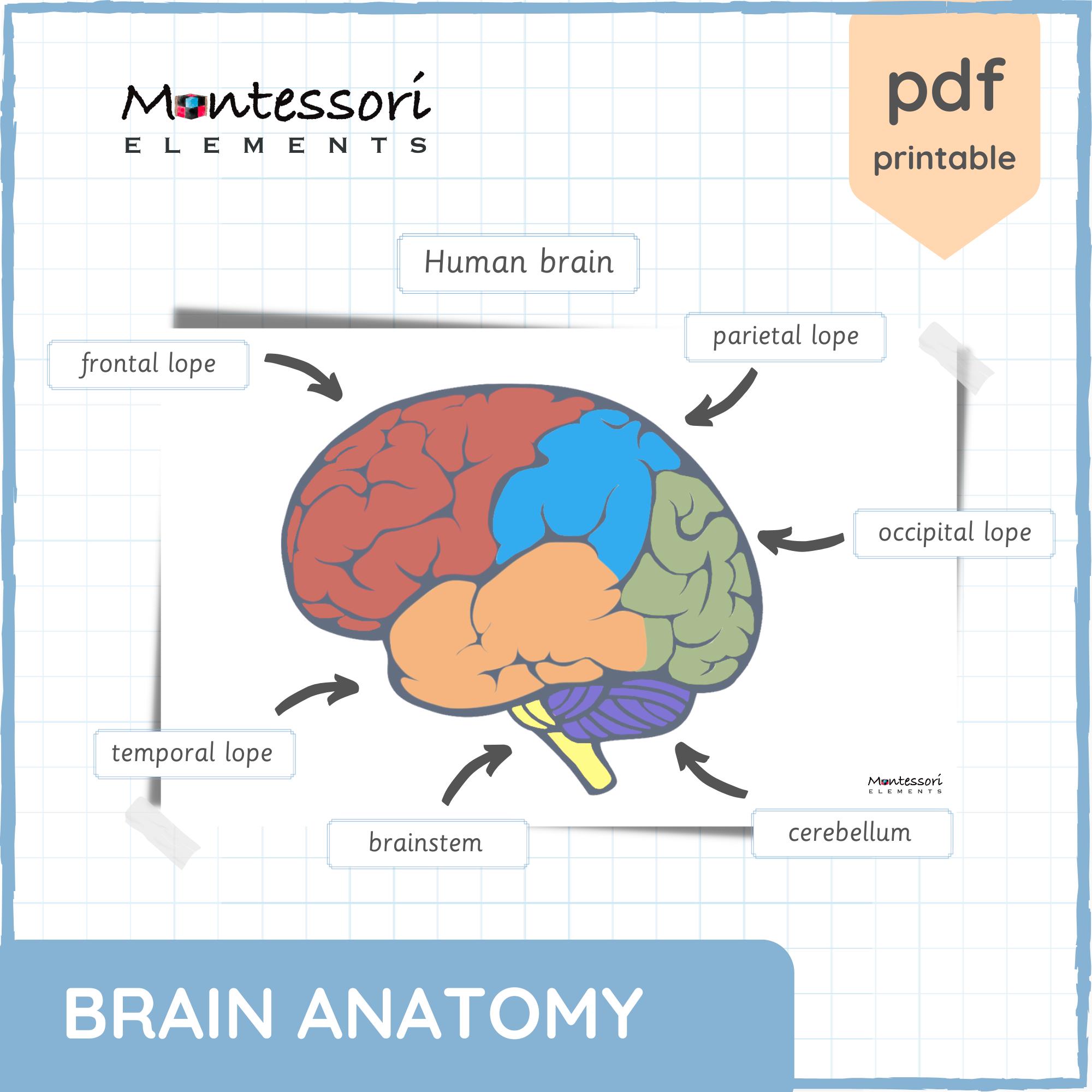 HUMAN BRAIN Montessori Cards, Three Part Cards, Nomenclature Cards ...