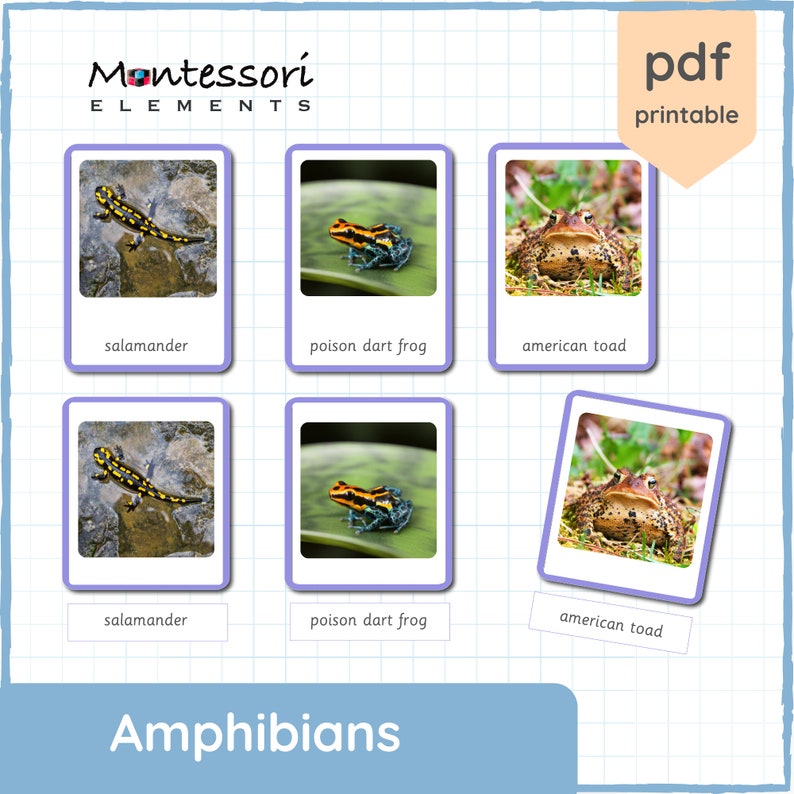 AMPHIBIANS Montessori Cards, Nomenclature Cards, Montessori Printables ...