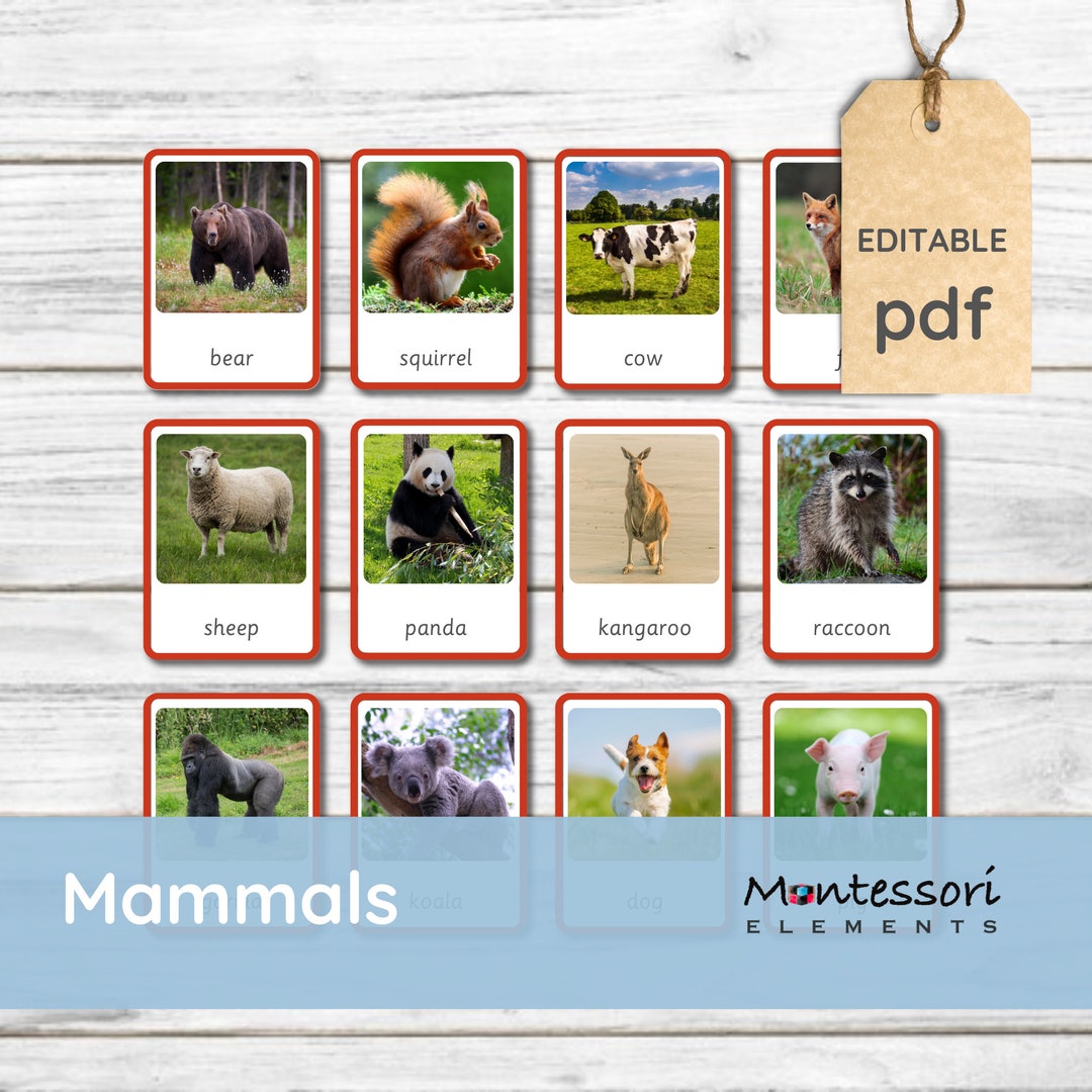 MAMMALS - Montessori Cards, Nomenclature Cards, Montessori Printables ...