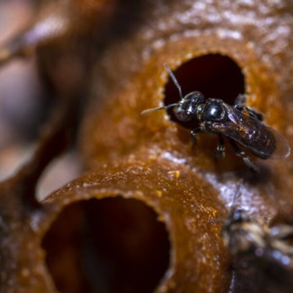 Honduran Stingless Bee Honey - Etsy