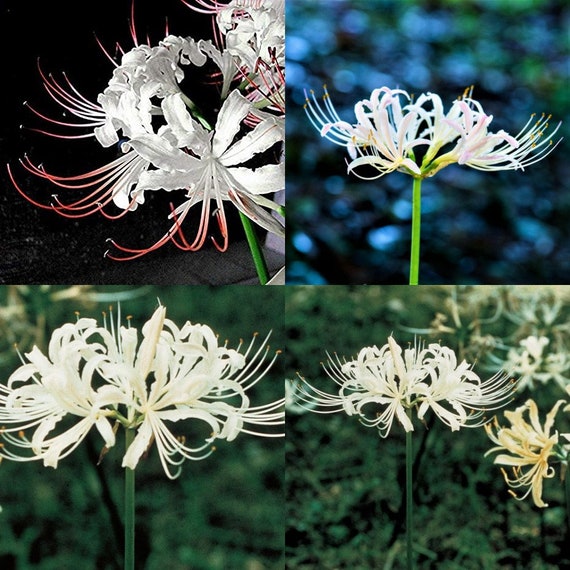 Craft Supplies & Tools Seeds & Bulbs 9 Lycoris Bulbs White Spider Lily ...