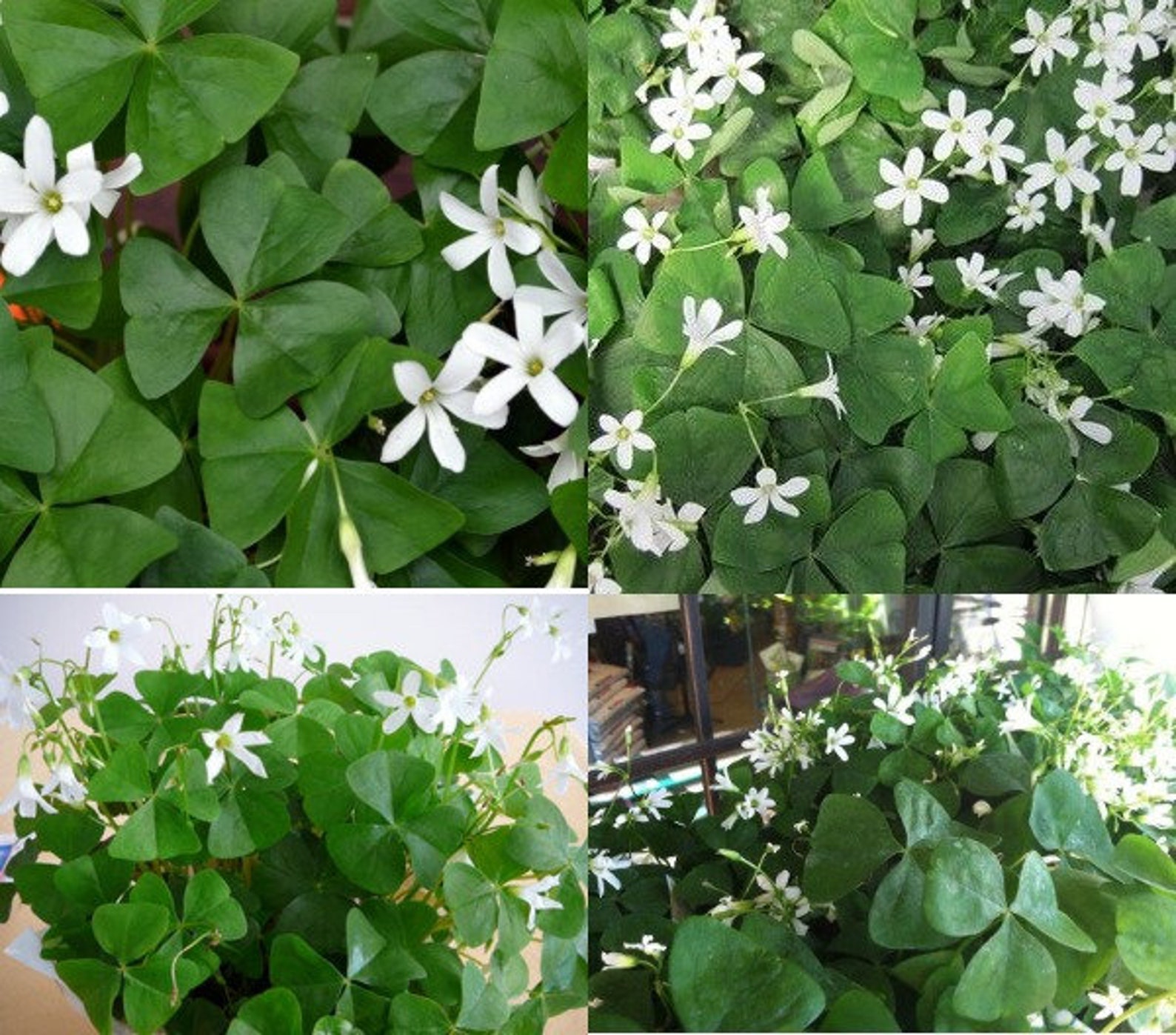 Oxalis Regnellii Bulbs Green Lucky Shamrock White Blooms | Etsy