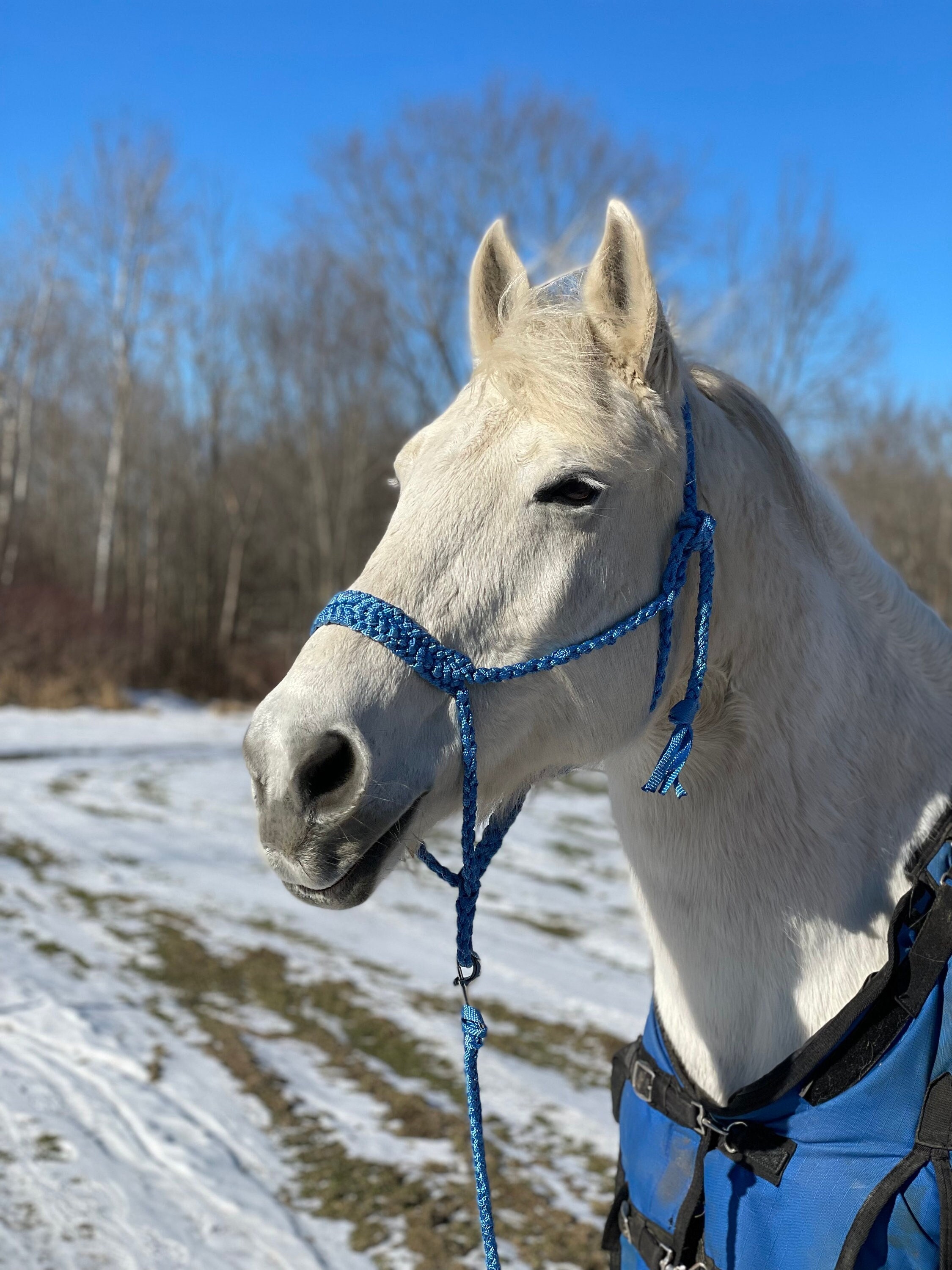Custom Solid Color Braided Mule Tape Horse Halter + Lead | One Color ...
