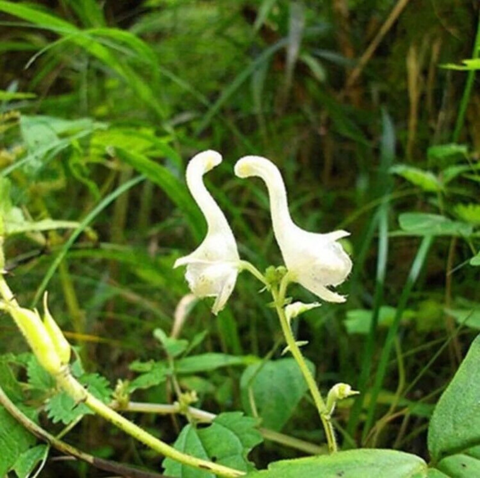 50Pcs White Swan Flowers Seeds Garden Rare Plant Bonsai | Etsy