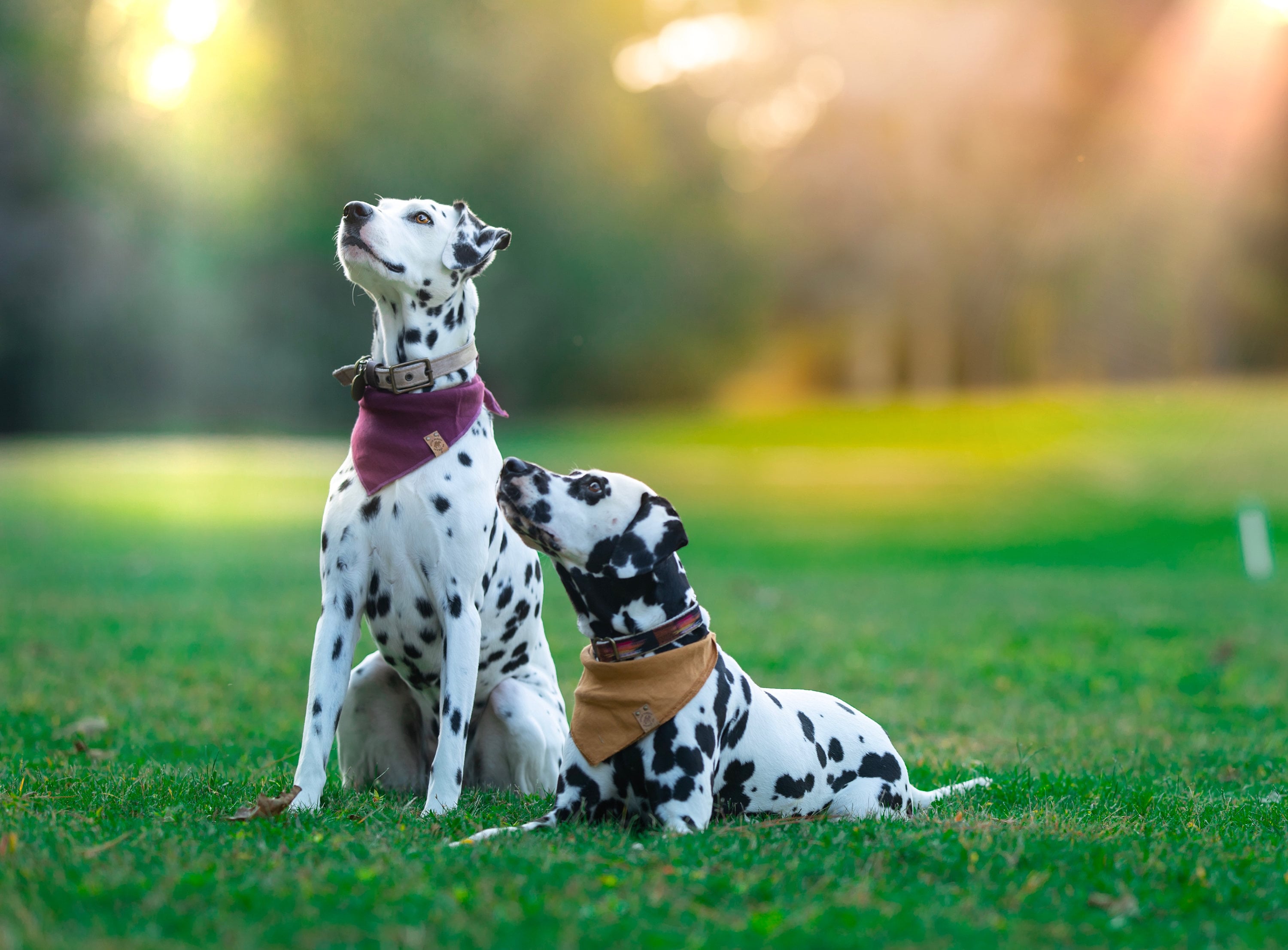 Little Donkey Supply Co. Dog Collar - Handcrafted in the USA (5 Colors ...