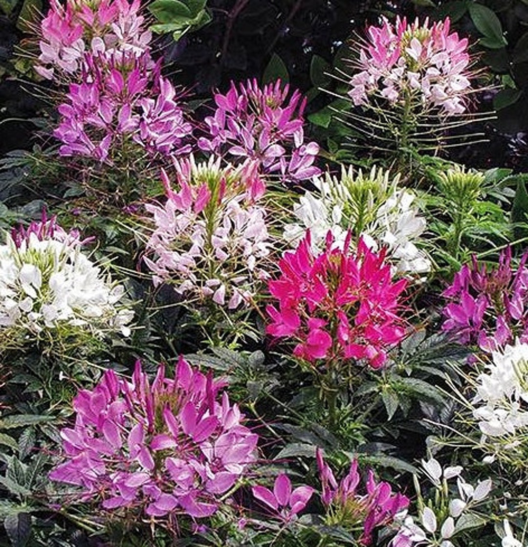 Cleome Mixed Colors. Annual. 15 Seeds. Hand Harvested Fall 2024 ...