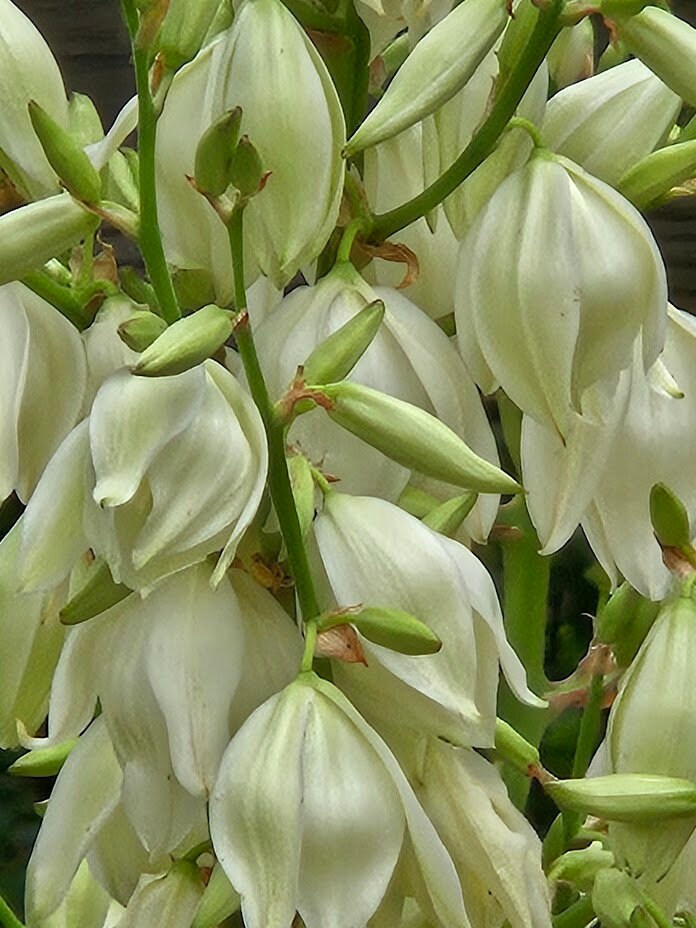 Yucca "adam's Needle" Seeds: Heirloom, Open Pollinated (10 Seeds) - Etsy