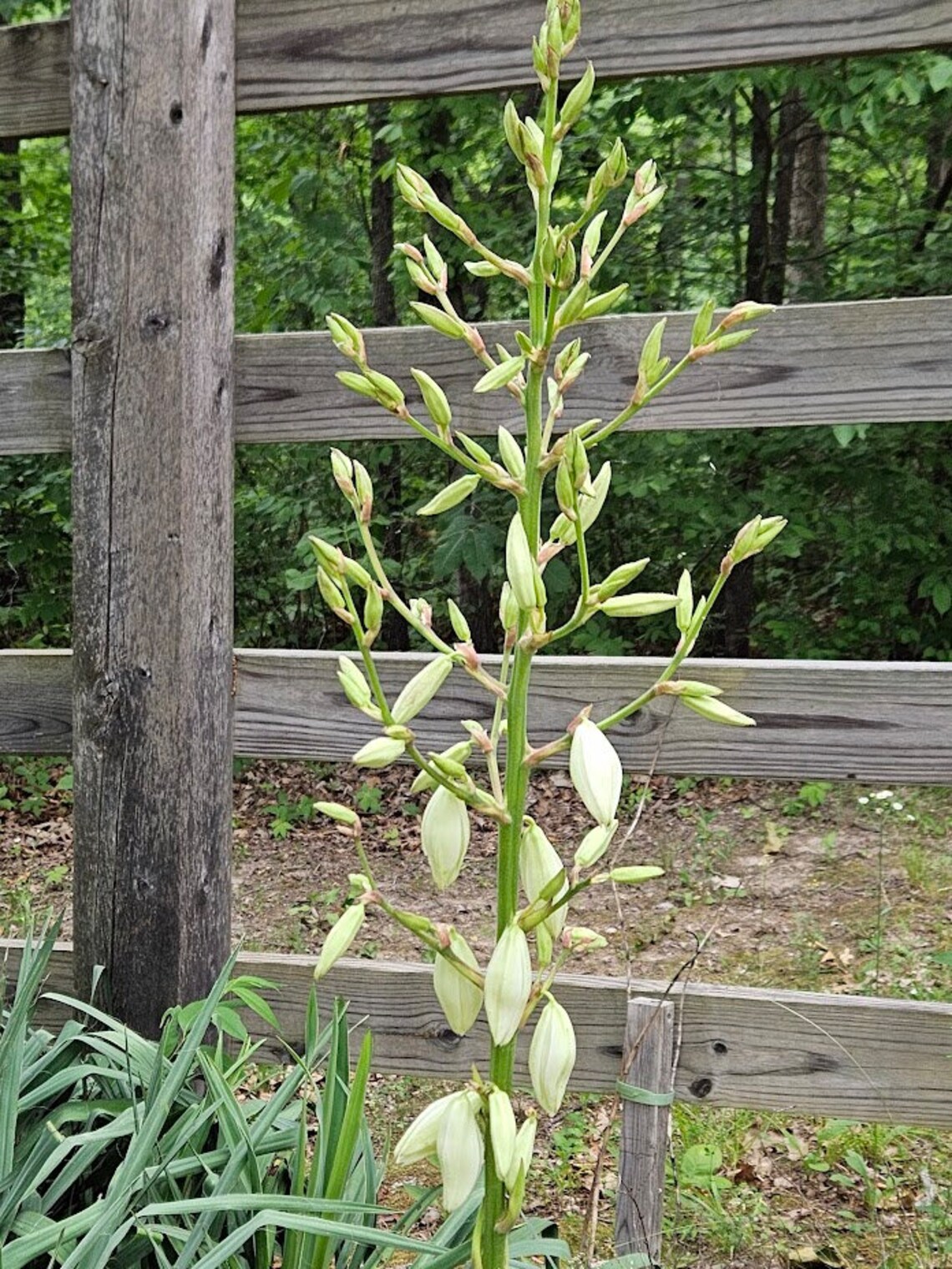 Yucca "adam's Needle" Seeds: Heirloom, Open Pollinated (10 Seeds) - Etsy