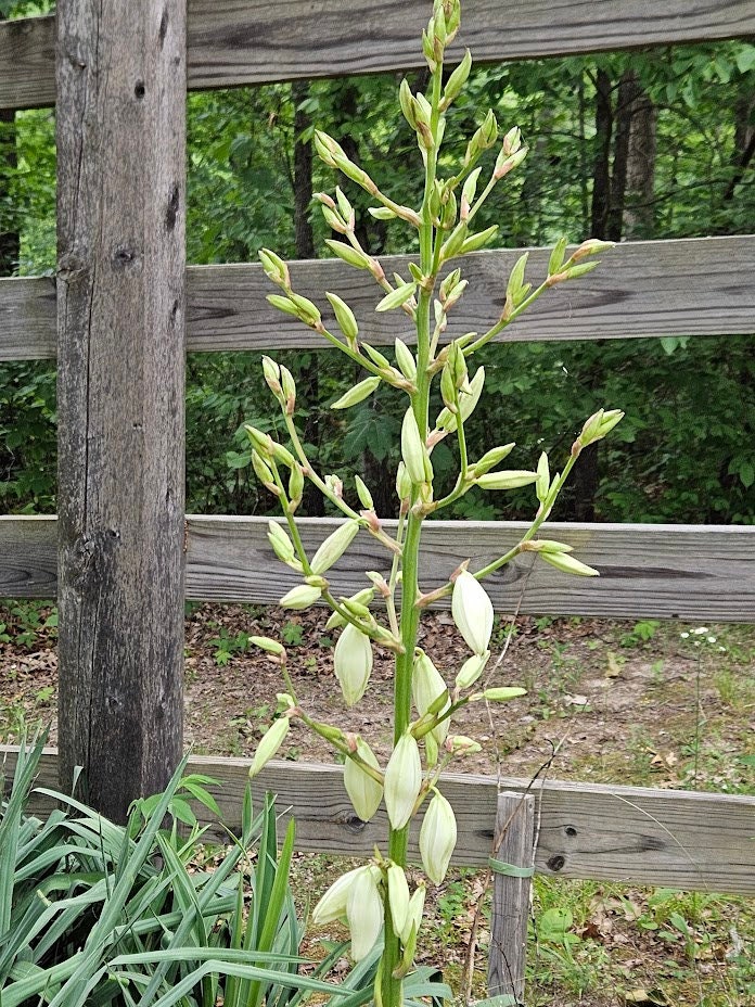 Yucca "adam's Needle" Seeds: Heirloom, Open Pollinated (10 Seeds) - Etsy