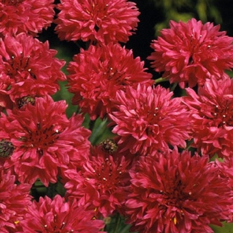 InspiredByTLCStudio - Etsy