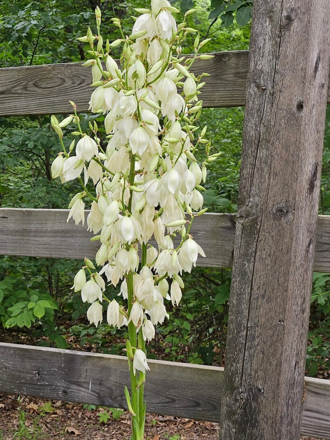 Yucca "adam's Needle" Seeds: Heirloom, Open Pollinated (10 Seeds) - Etsy