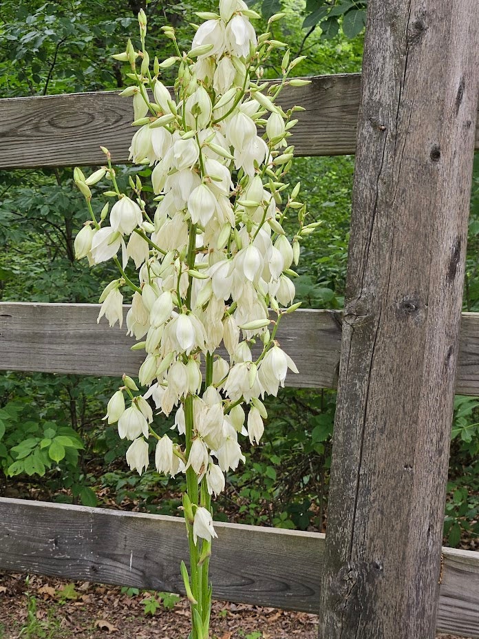 Yucca "adam's Needle" Seeds: Heirloom, Open Pollinated (10 Seeds) - Etsy
