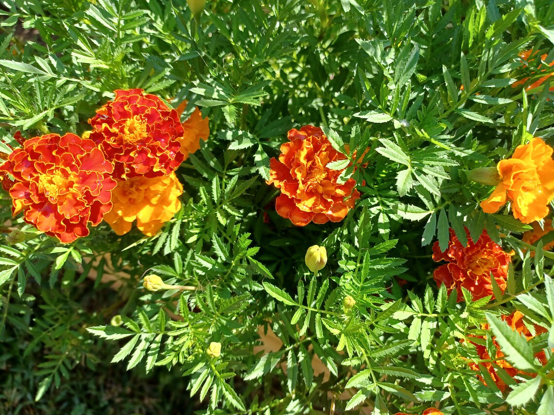 Mixed Marigold Seeds Tall Size in Golden Yellow & Orange 25 Seeds. Hand ...