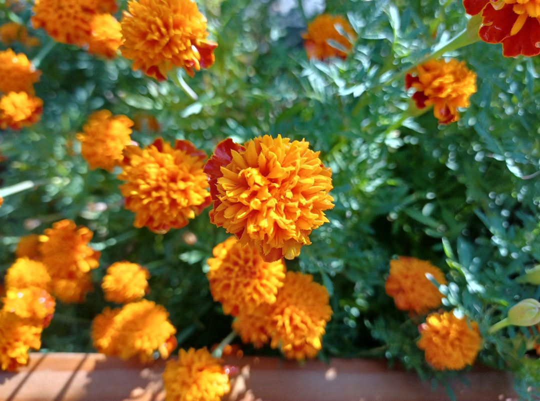Marigold Mixed Seeds Small Yellow, Orange, Red French 25 Seeds ...