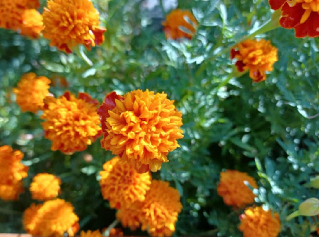 Mixed Marigold Seeds: 3 Variety Seed Pack Small, Medium, Tall Sizes. 20 ...