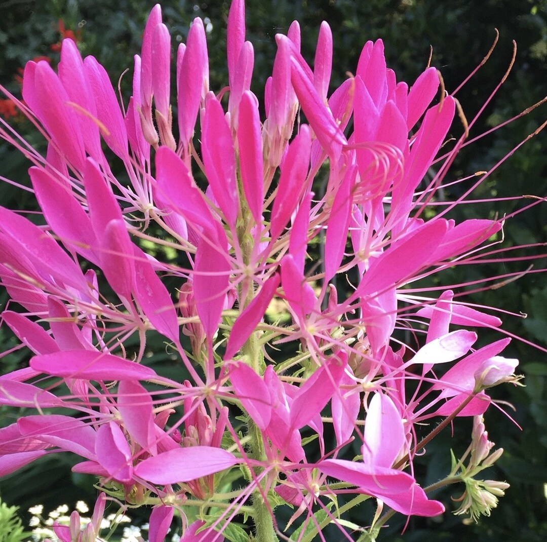 Cleome Seeds: Mixed Colors, Heirloom, Pesticide-free (15 Seeds) - Etsy