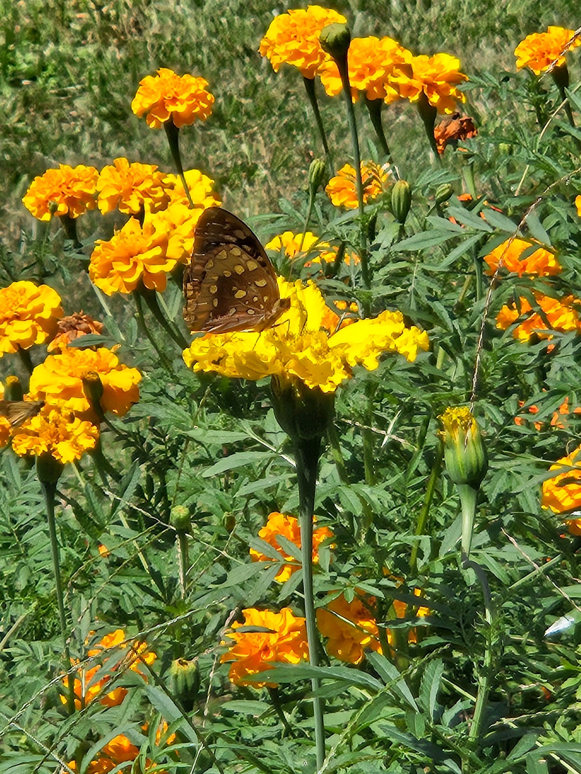 Mixed Marigold Seeds Tall Size in Golden Yellow & Orange 25 Seeds. Hand ...
