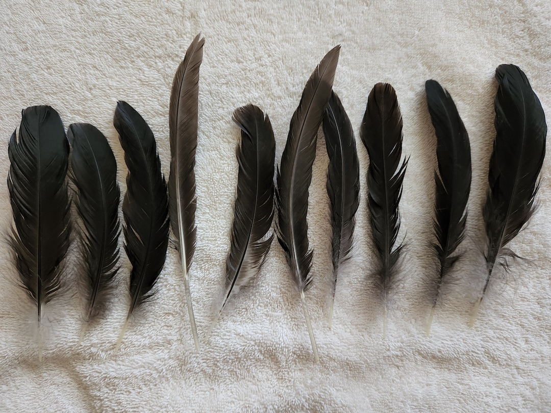 Pack of 10 6" Black Turkey Feathers - Etsy