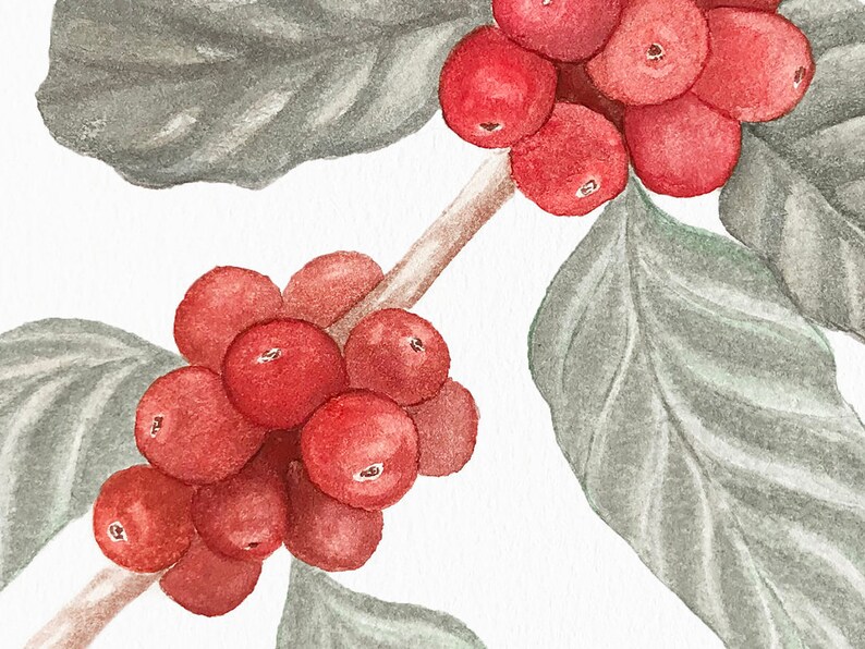 Coffee Plant Art Print Coffee Art Poster Coffea Arabica - Etsy