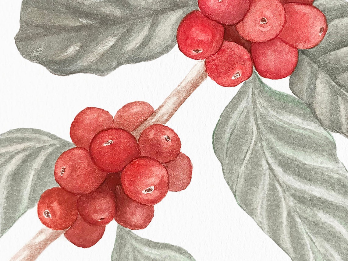 Coffee Plant Art Print Coffee Art Poster Coffea Arabica - Etsy