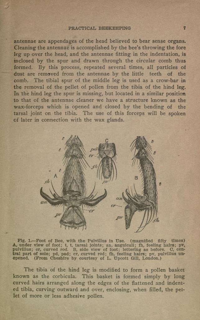 Vintage Bee Keeping Book Collection Apiary Beekeeping - Etsy